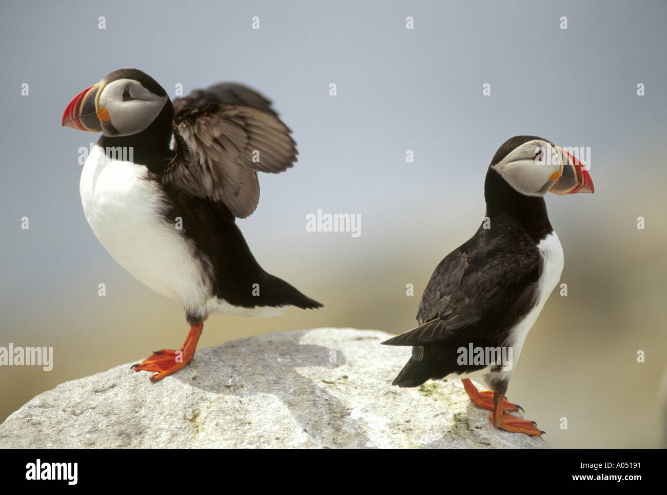 Puffin Mates High Resolution Stock Photography and Images - Alamy