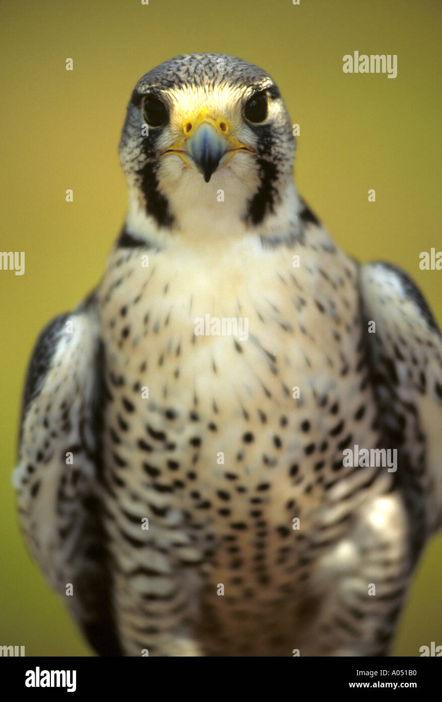 Face to face with a Peregrine Falcon Stock Photo - Alamy