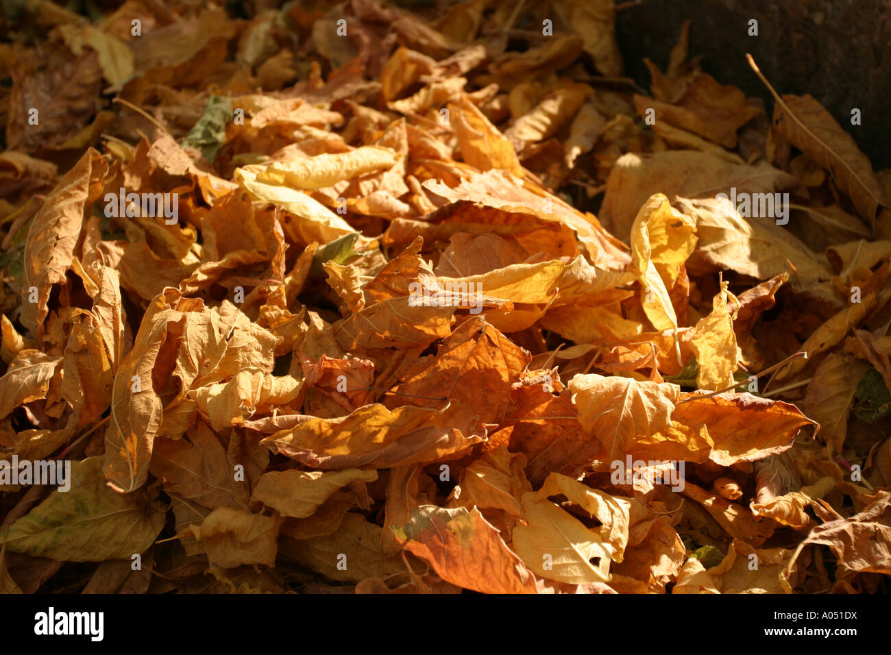 Rustle of leaves hi-res stock photography and images - Alamy