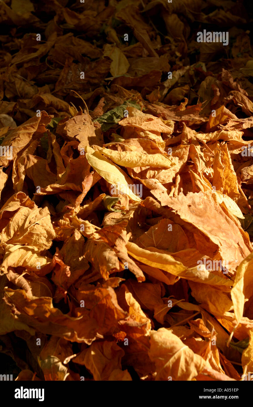 Leaves rustle hi-res stock photography and images - Alamy