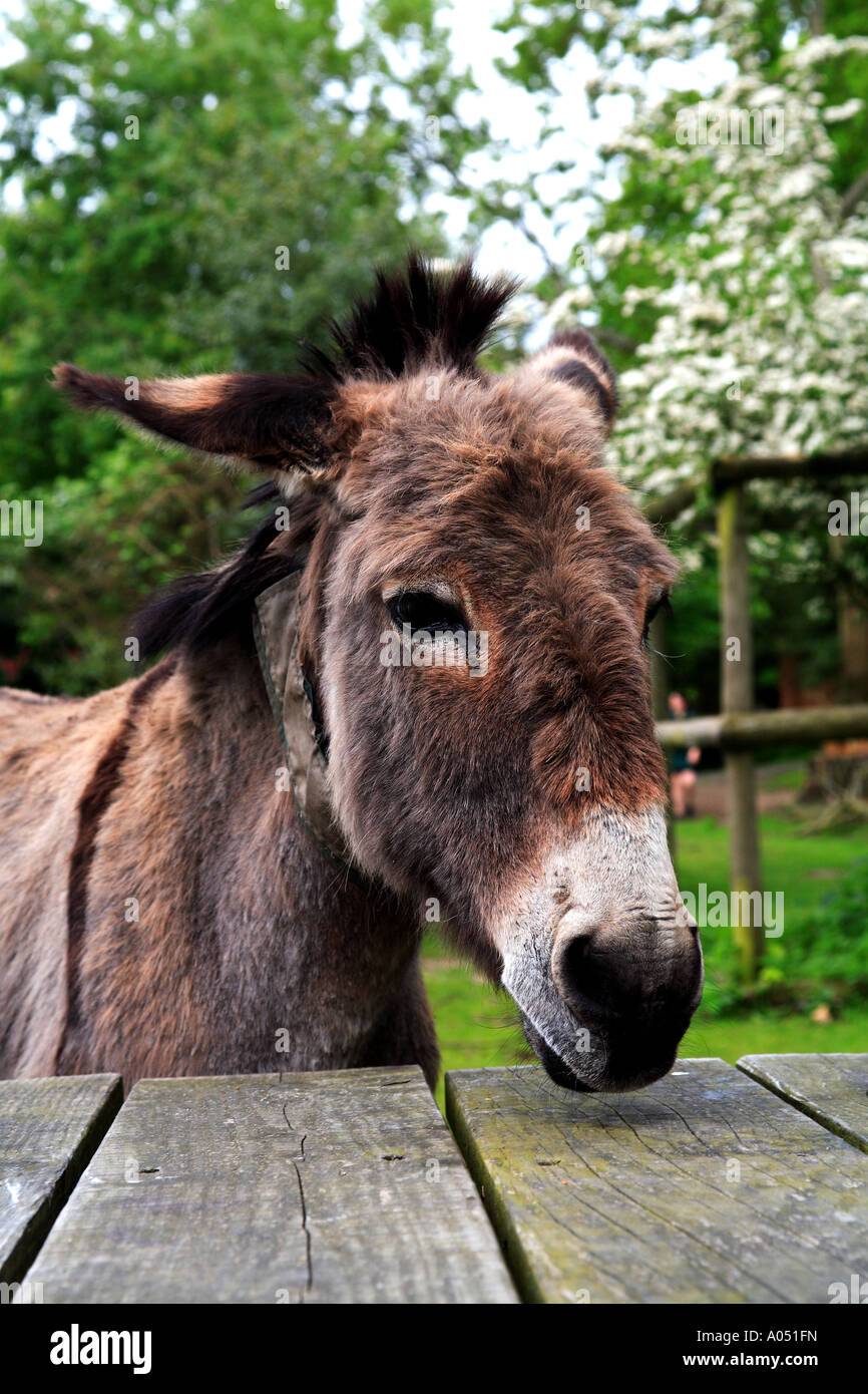 Donkey New Forest National Park Hampshire England Stock Photo - Alamy