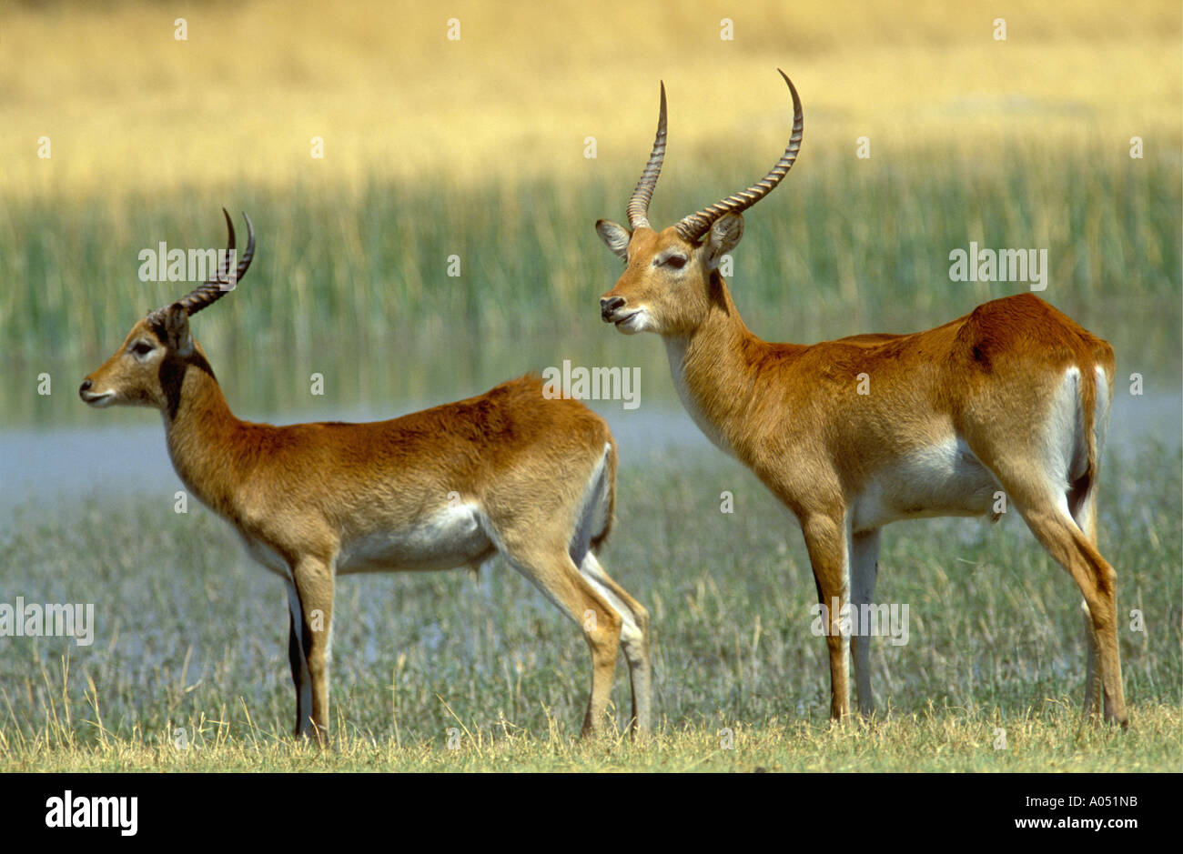Two male Red Lechwe at the side of a swamp in Moremi Game Reserve ...