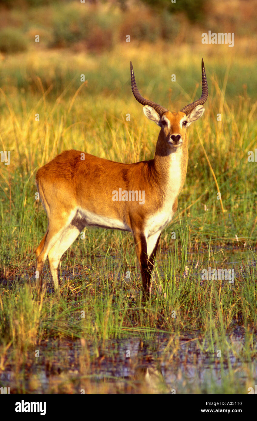 Black lechwe hi-res stock photography and images - Alamy