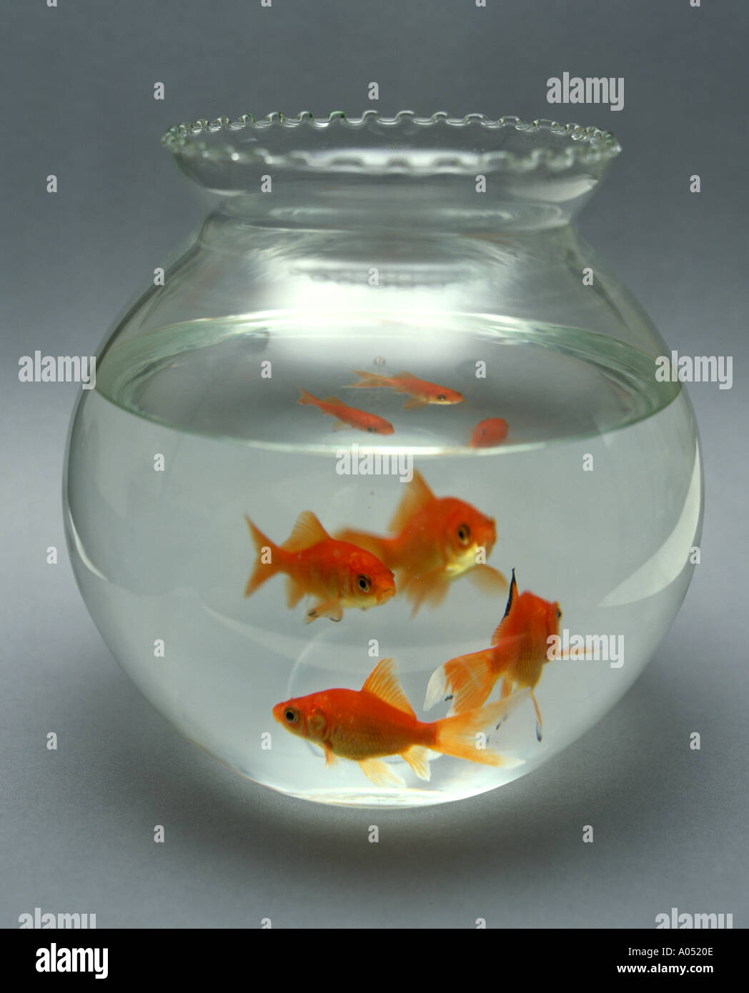 Four gold fish hi-res stock photography and images - Alamy