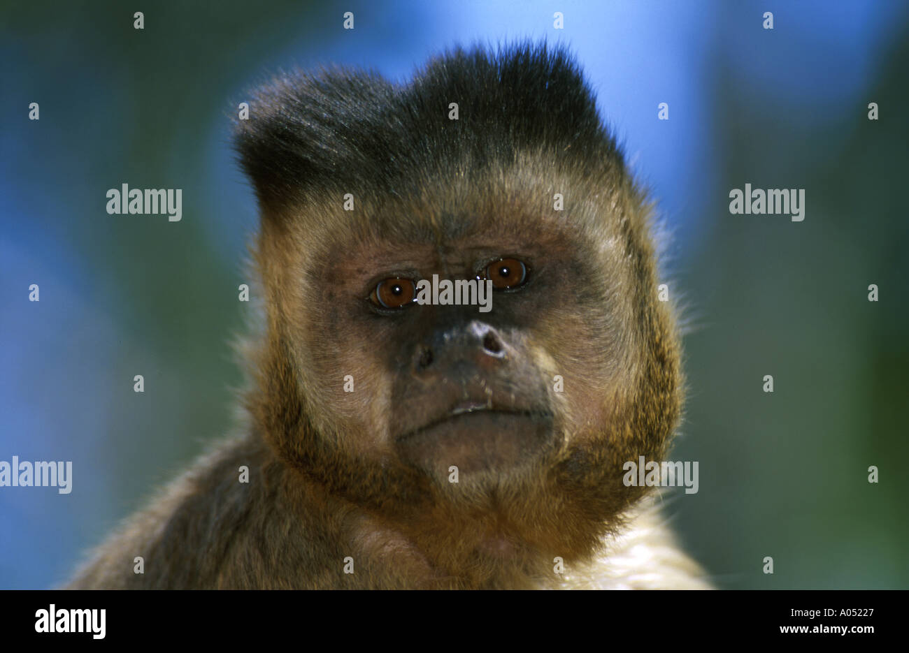 hooded capuchin face to face Stock Photo - Alamy