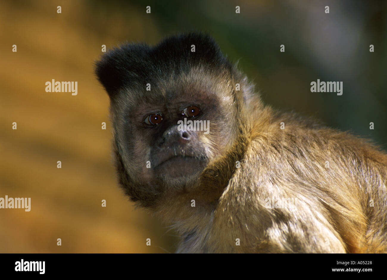 Hooded capuchin monkey hi-res stock photography and images - Alamy