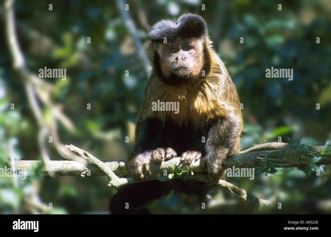 hooded capuchin sitting on tree Stock Photo - Alamy