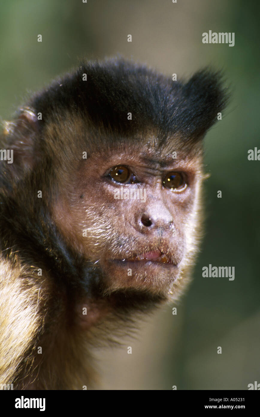 hooded capuchin starring Stock Photo - Alamy