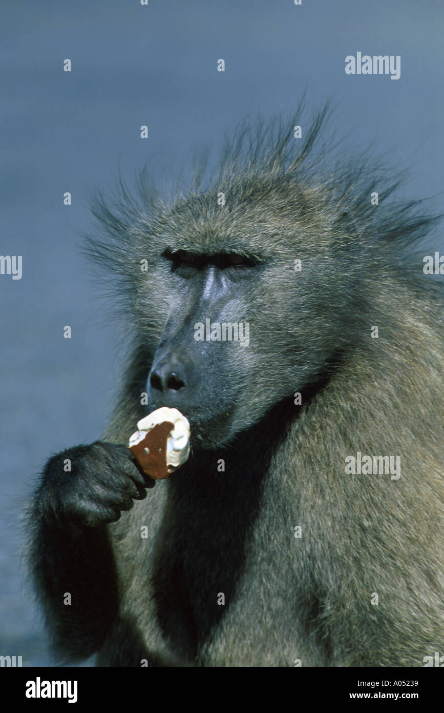 baboon eating icecream Stock Photo - Alamy
