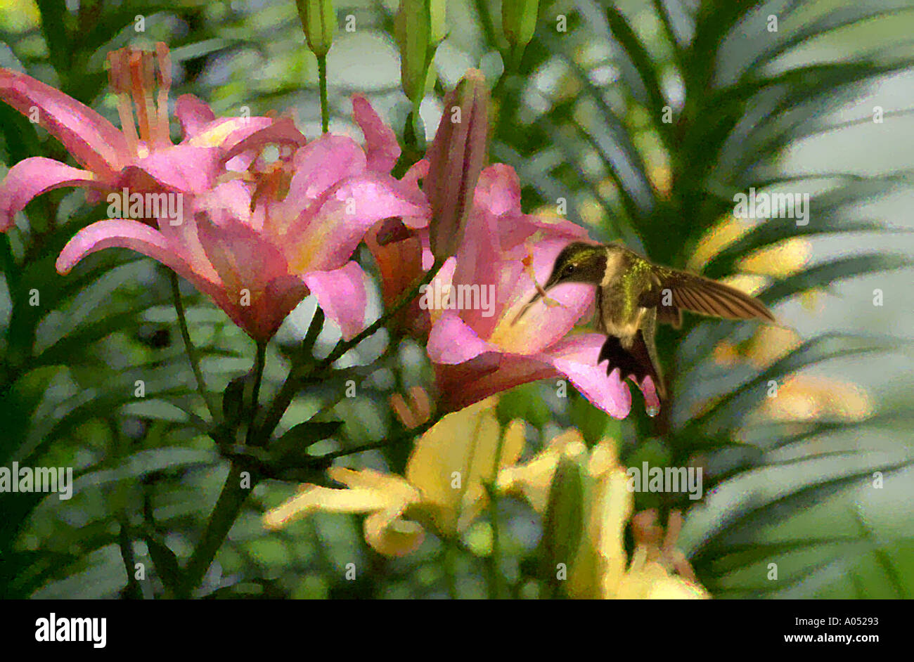 Necter card hi-res stock photography and images - Alamy