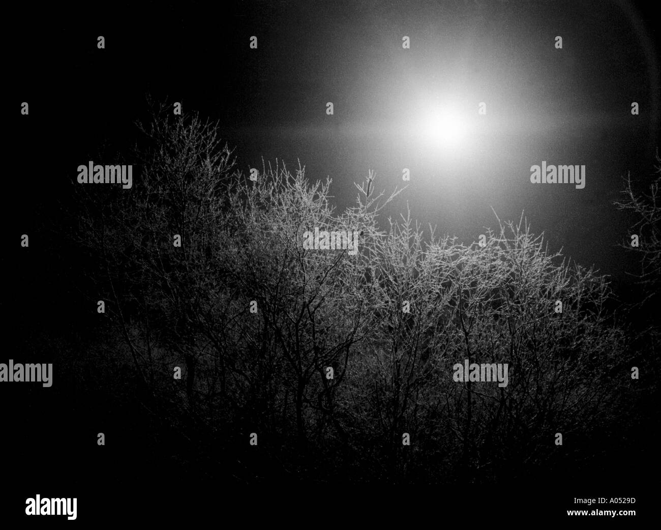 Trees dawn in winter Black and White Stock Photos & Images - Alamy