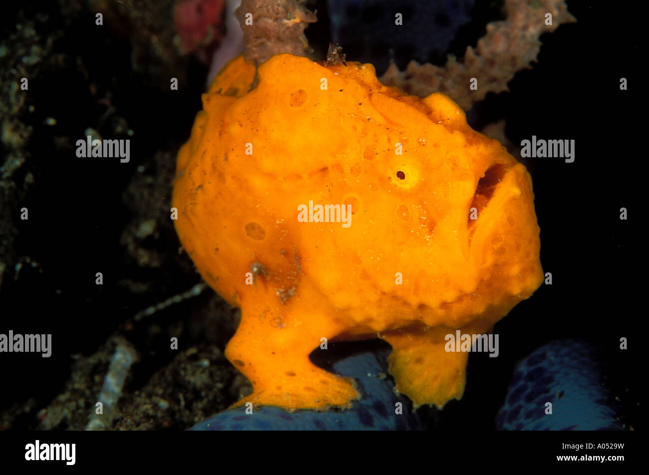 Painted angler fish hi-res stock photography and images - Alamy