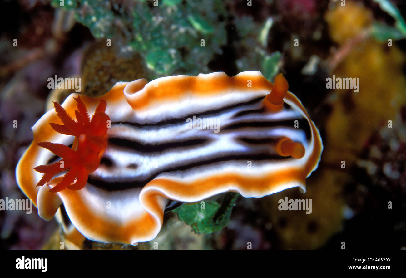 Sea slug, Chromodoris magnifica, Sulawesi Indonesia Stock Photo - Alamy