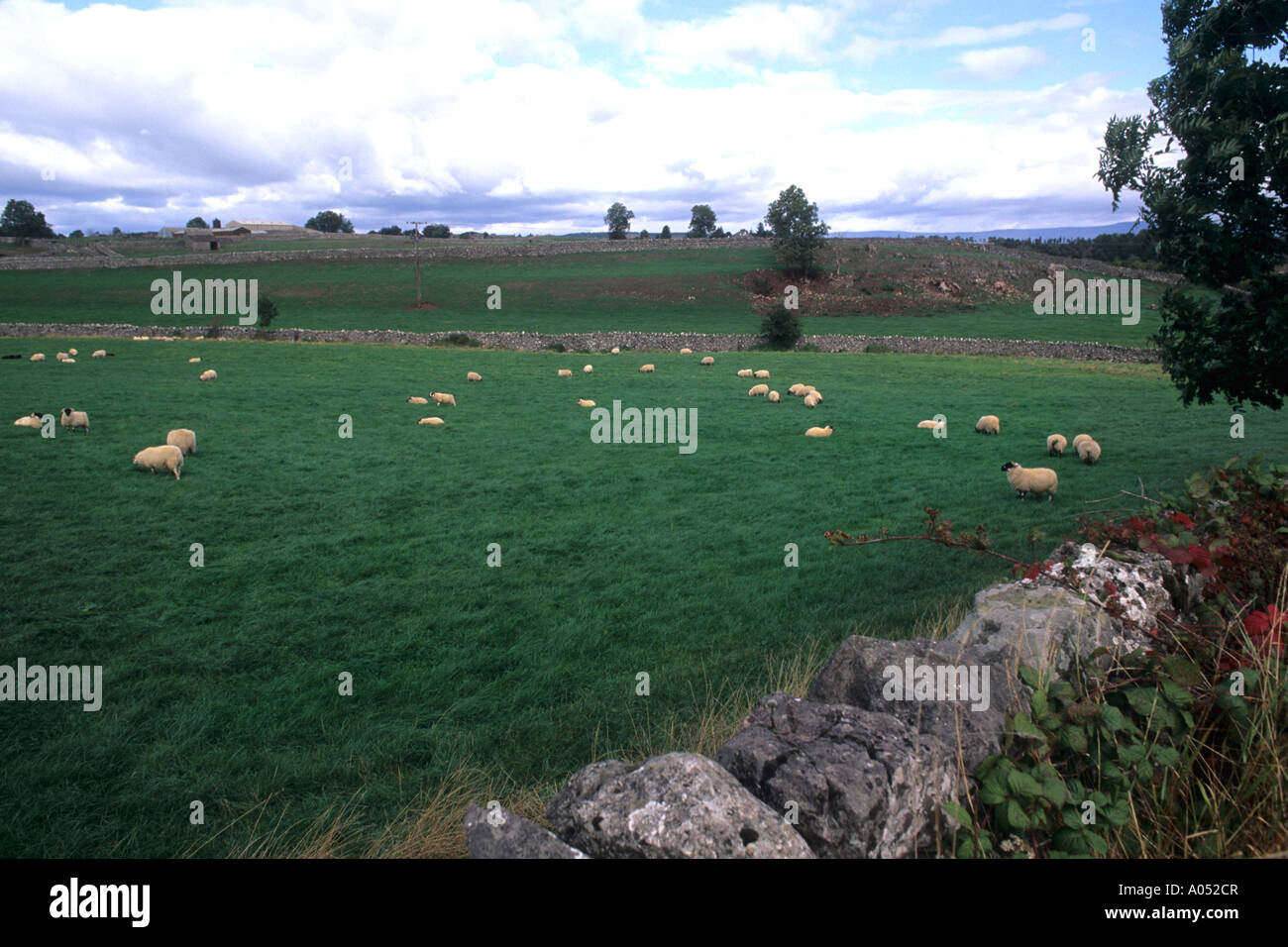 Life in Ireland traditional farm with sheep and with stone walls near ...