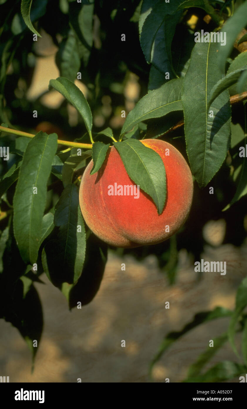 Peach tree with one fruit Stock Photo - Alamy