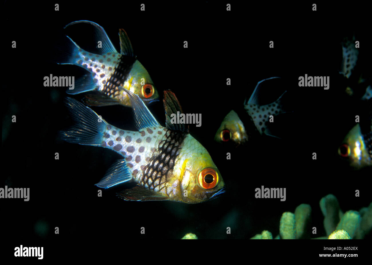 Pajama cardinalfish, Sphaeramia nematoptera, Coron Island, Philippines ...