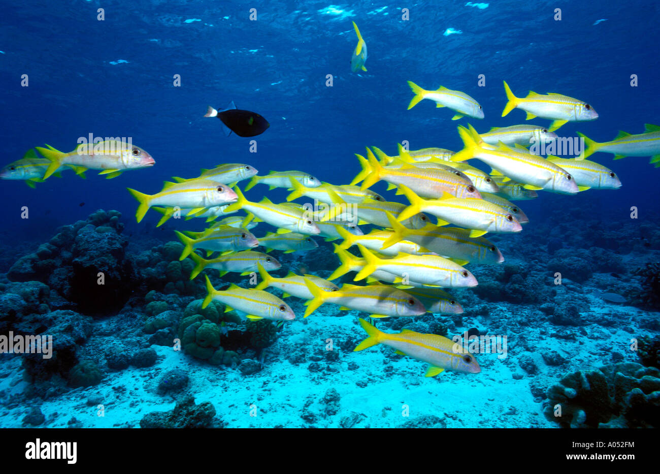 Yellowfin goatfishes schooling over a reef, Borneo Malaysia Stock Photo ...