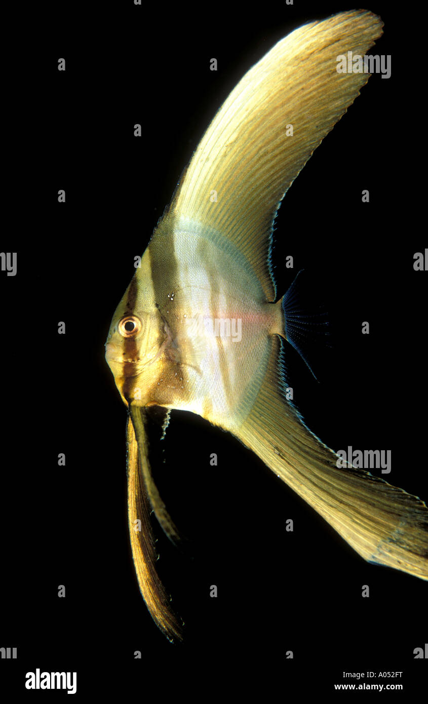 Juvenile batfish hi-res stock photography and images - Alamy