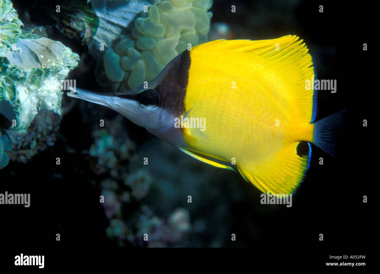 Longnose butterflyfish hi-res stock photography and images - Alamy