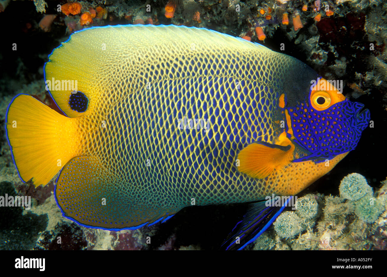 Yellowmask angelfish hi-res stock photography and images - Alamy