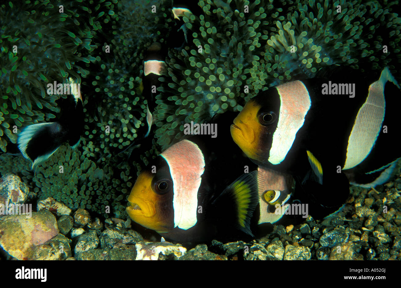 Clark anemone fish and juvenile, Amphiprion clarkii, Sulawesi Indonesia ...
