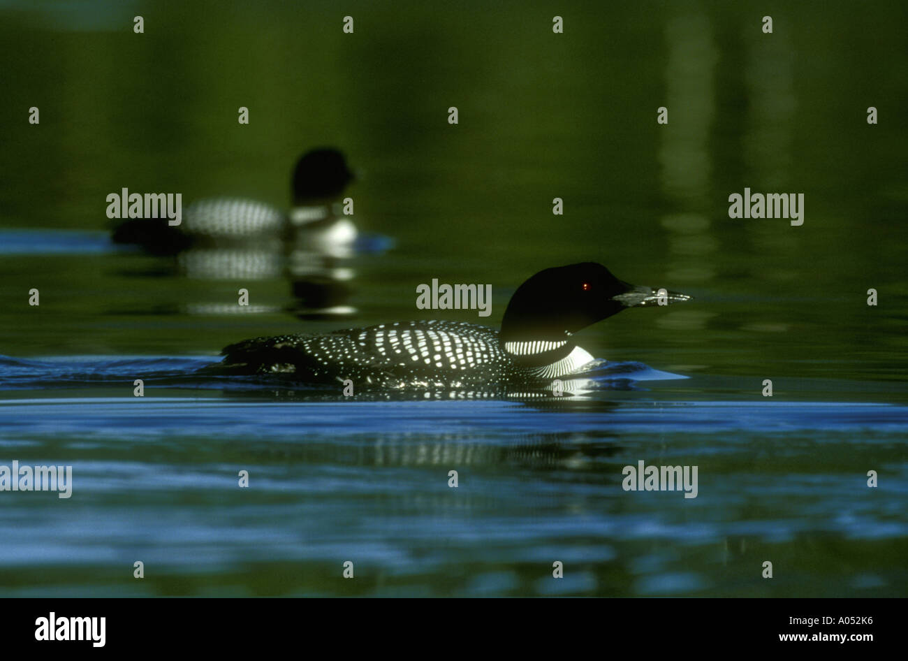Loons pair hi-res stock photography and images - Alamy