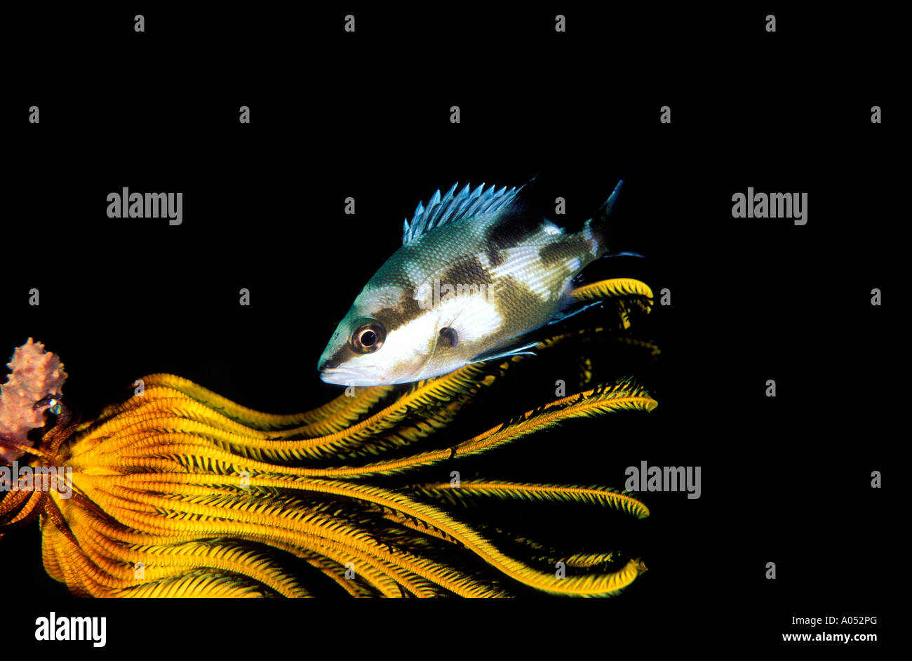 Juvenile red snapper, Lutjanus bohar, on a coral reef. Sulawesi ...