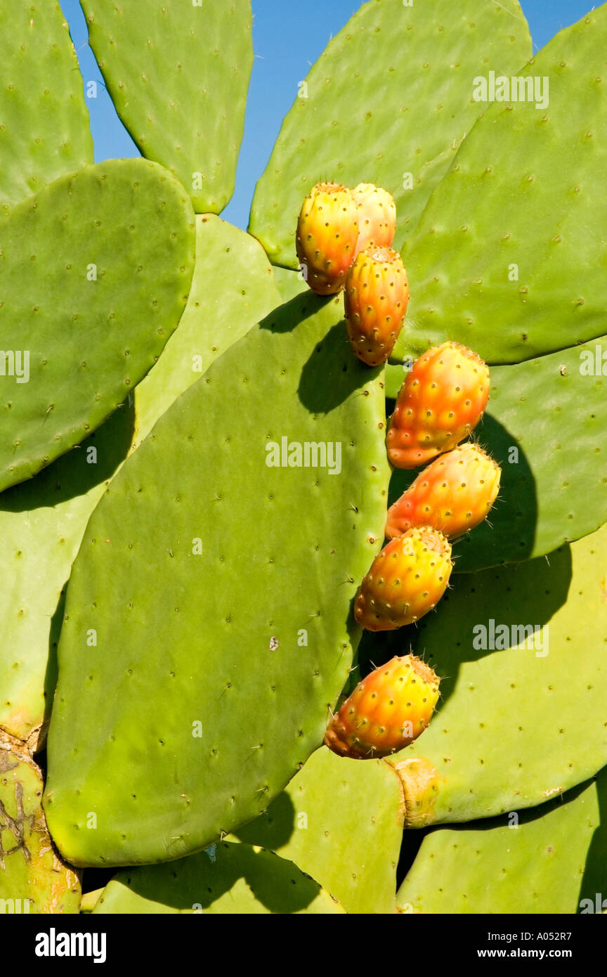 Prickly pear, edible fruit of Opuntia ficus indicus, Selcuk, Turkey ...