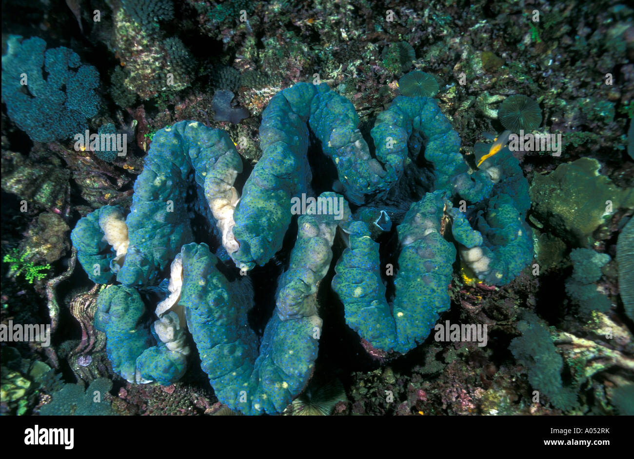 Giant clam, Tridacna gigas, Sulawesi Indonesia Stock Photo - Alamy