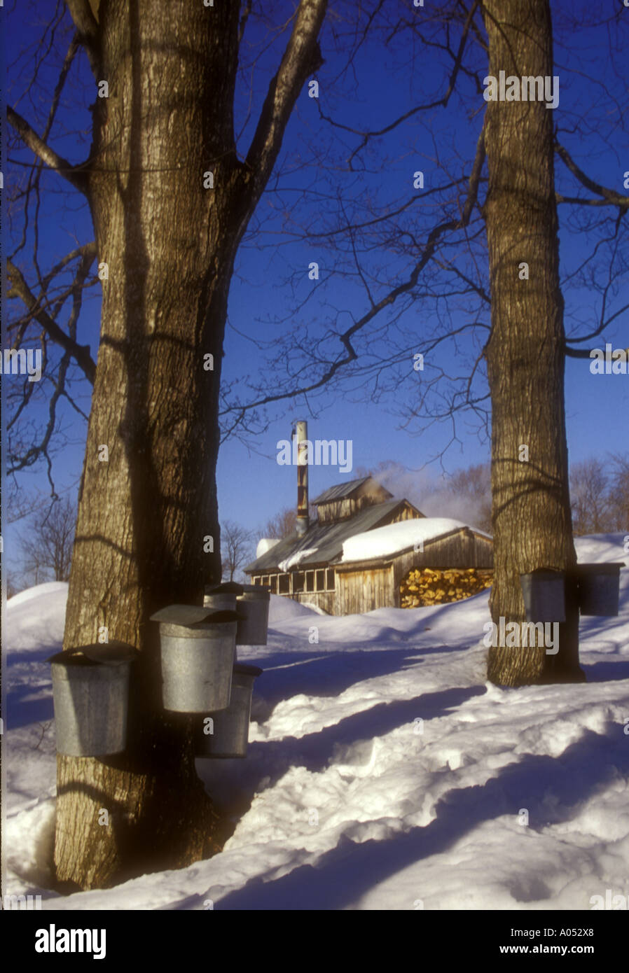 Steam rises from a sugar shack as boiling sap is turned into maple ...