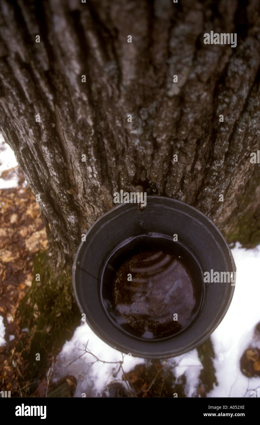 A drop of sap falls into a bucket, attached to a maple tree during ...