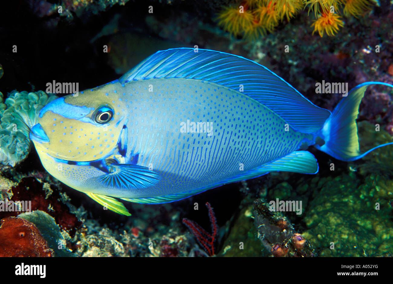 Indonesia images photos biodiversity hi-res stock photography and ...