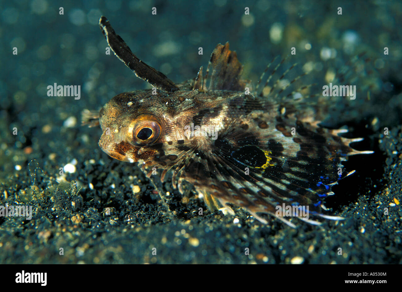 Juvenile flying gurnard , Dactyloptera orientalis , Sulawesi Indonesia ...