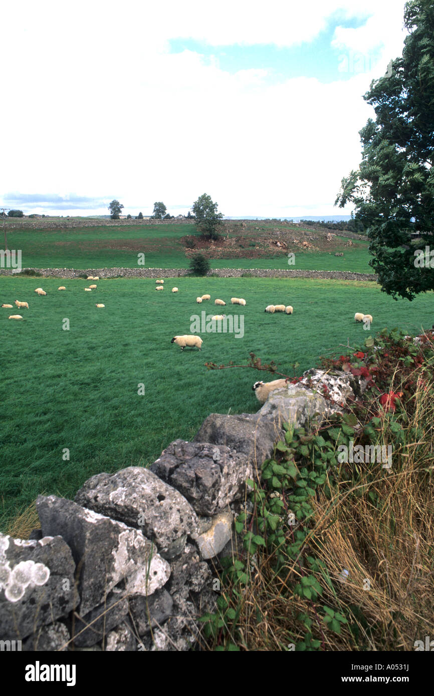 Life in Ireland traditional farm with sheep and with stone walls near ...
