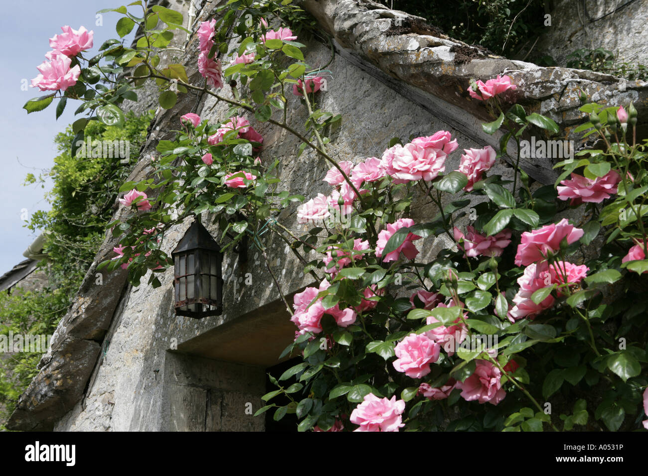 Roses around the doorway of a Old farm house in the cotswold hamlet of ...