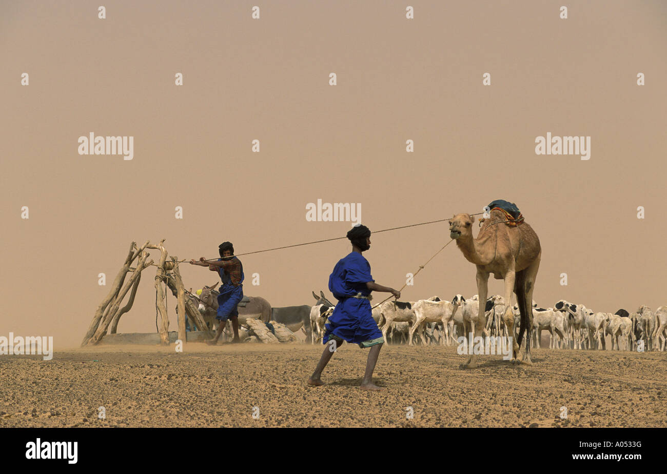 Tuareg traders pulling water from a well, Great Sahara Mali, Africa ...