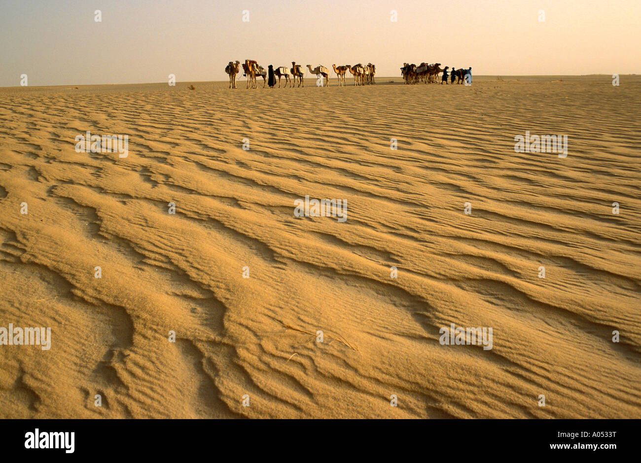 Salt Caravan on sand dunes of Great Sahara, Mali Africa Stock Photo - Alamy
