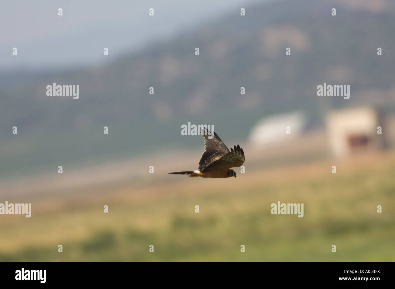 Montagu harrier Circus pygargus hunting whilst on migration Stock Photo ...