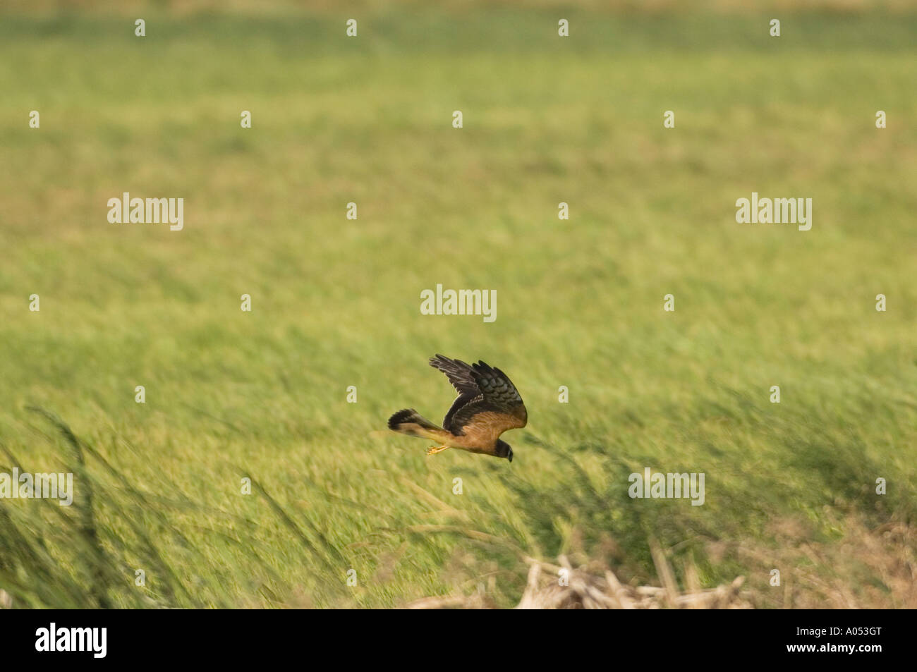 Montagu harrier Circus pygargus hunting whilst on migration Stock Photo ...