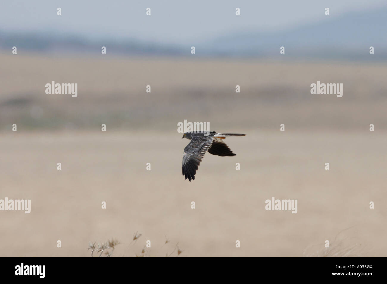 Montagu harrier Circus pygargus hunting whilst on migration Stock Photo ...