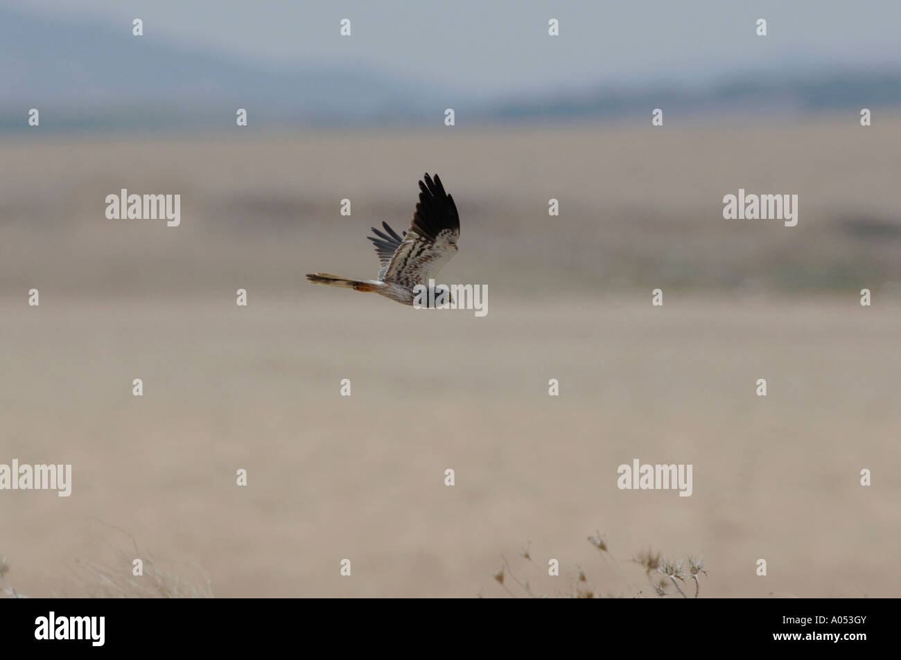 Montagu harrier Circus pygargus hunting whilst on migration Stock Photo ...