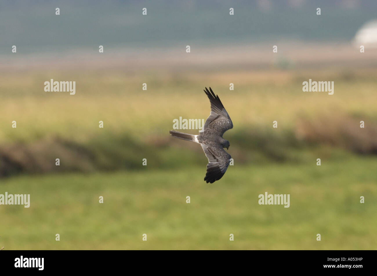 Montagu harrier Circus pygargus hunting whilst on migration Stock Photo ...