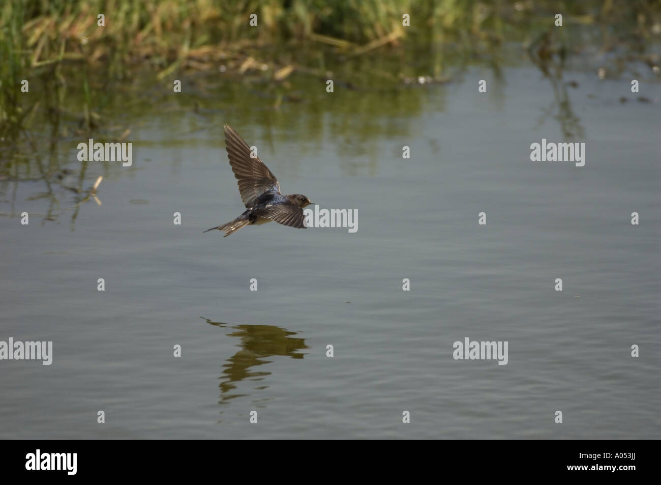 Swallow Flying Over Water Stock Photos & Swallow Flying Over Water ...
