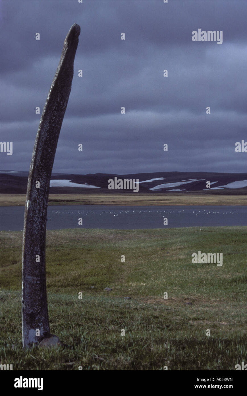 Bowhead whale bone and lake in Arctic tundra at Boxer Bay Saint ...