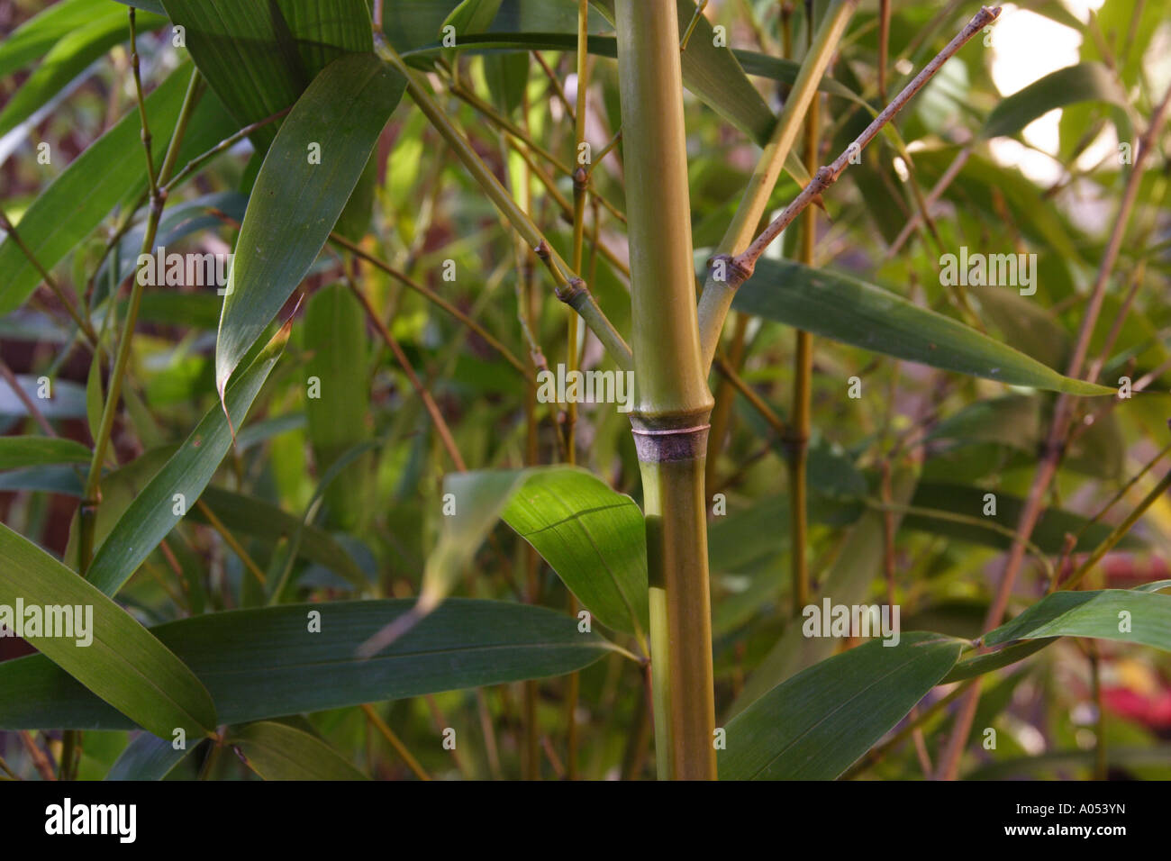 green bamboo, phyllostachys aurea Stock Photo - Alamy