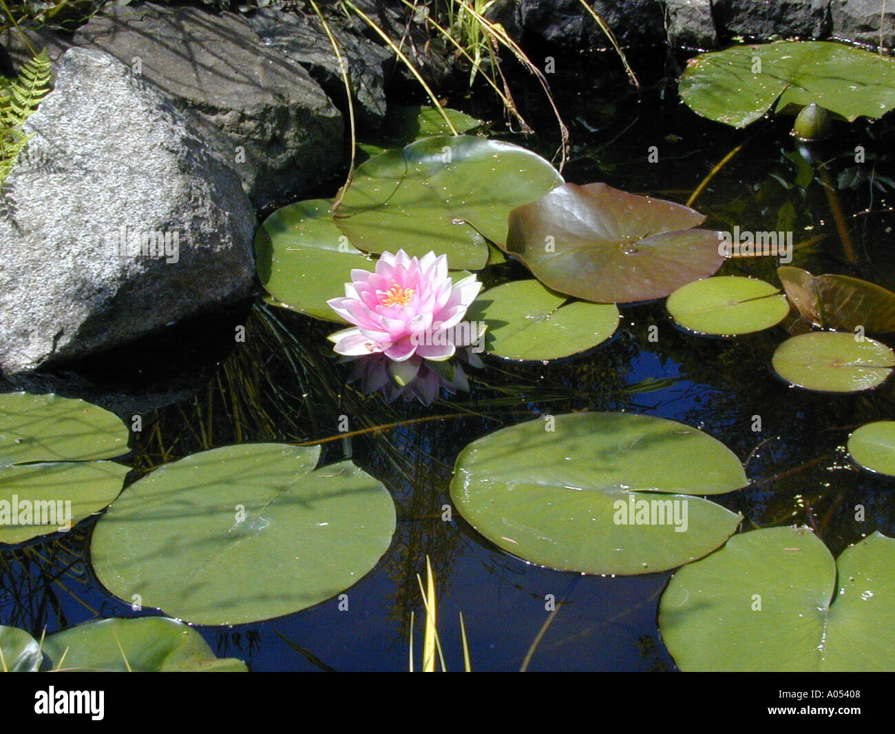 Pond with wagter lilies Washington State USA Stock Photo - Alamy