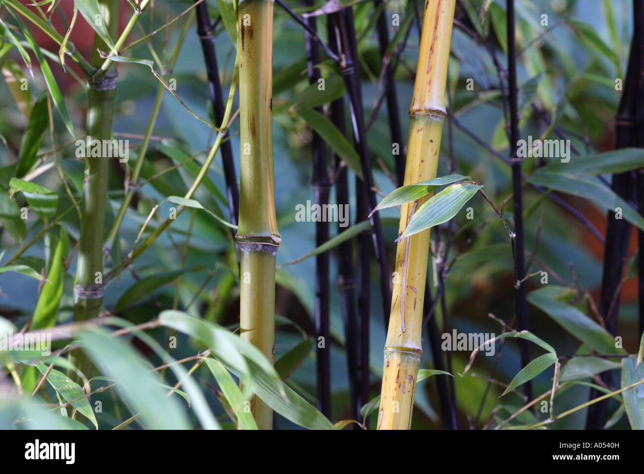 green bamboo, phyllostachys aurea Stock Photo - Alamy