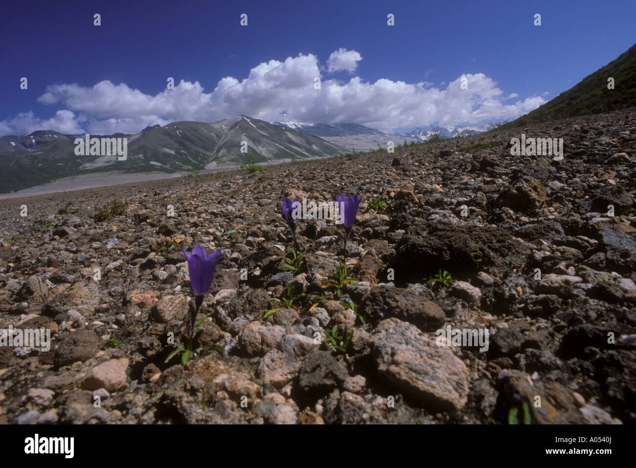 Blue Bells flowers groing out of volcanic ash rocks Valley of 10 000 ...