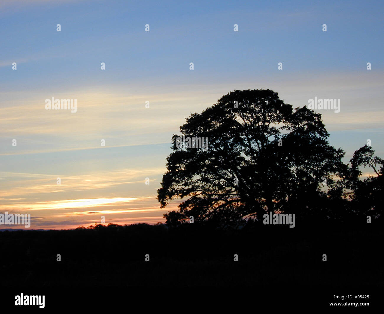 Oak tree at sunset western Washington State Stock Photo - Alamy