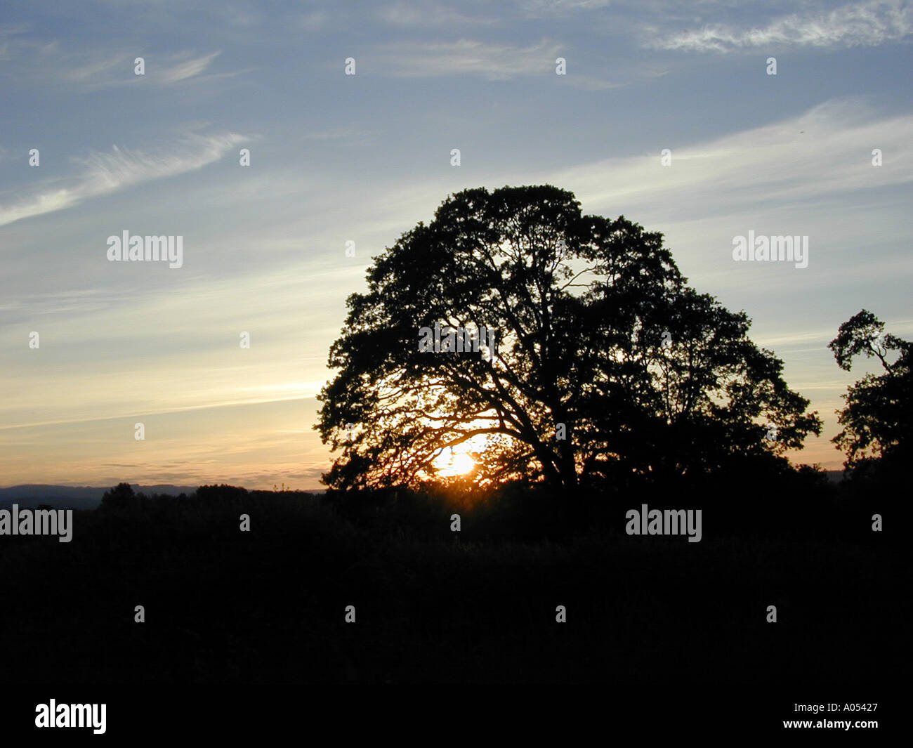 Oak tree at sunset near the Columbia River in western Washington State ...